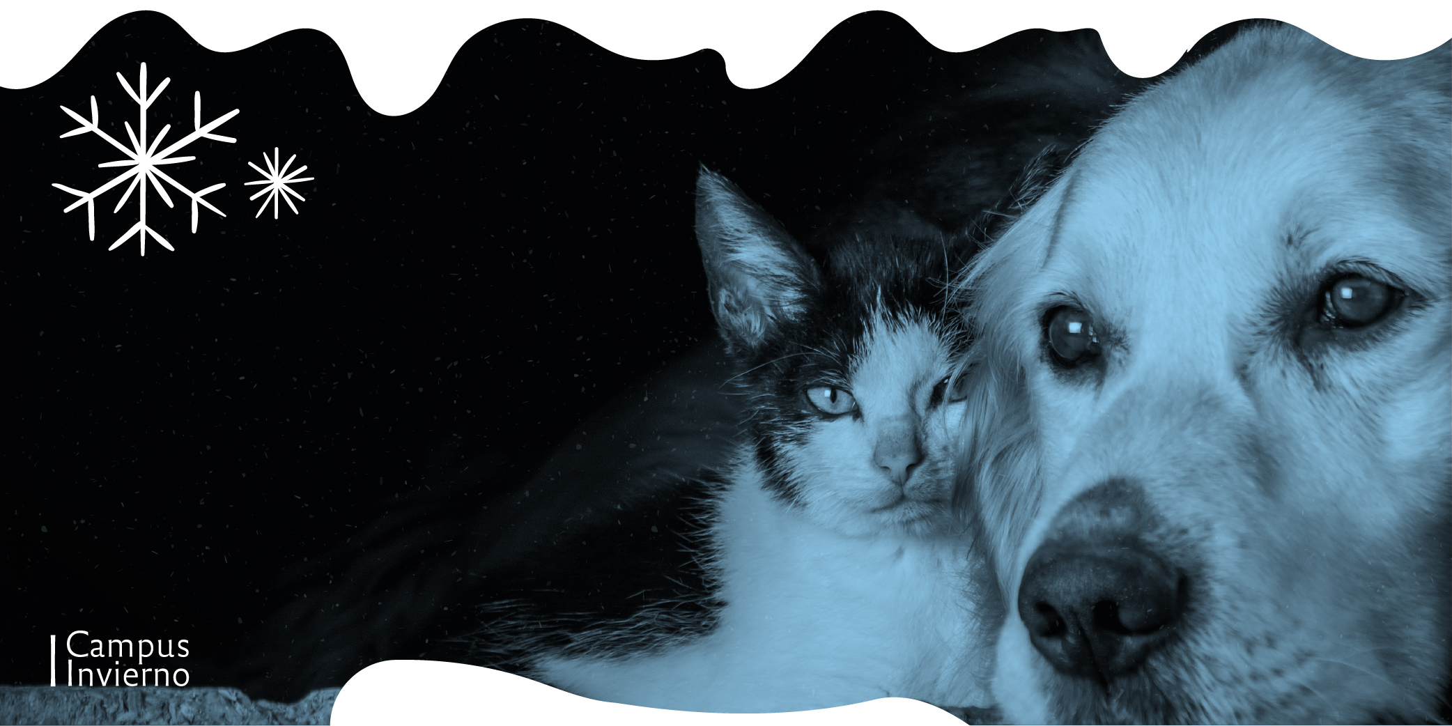 Inicio | Campus Virtual UNC